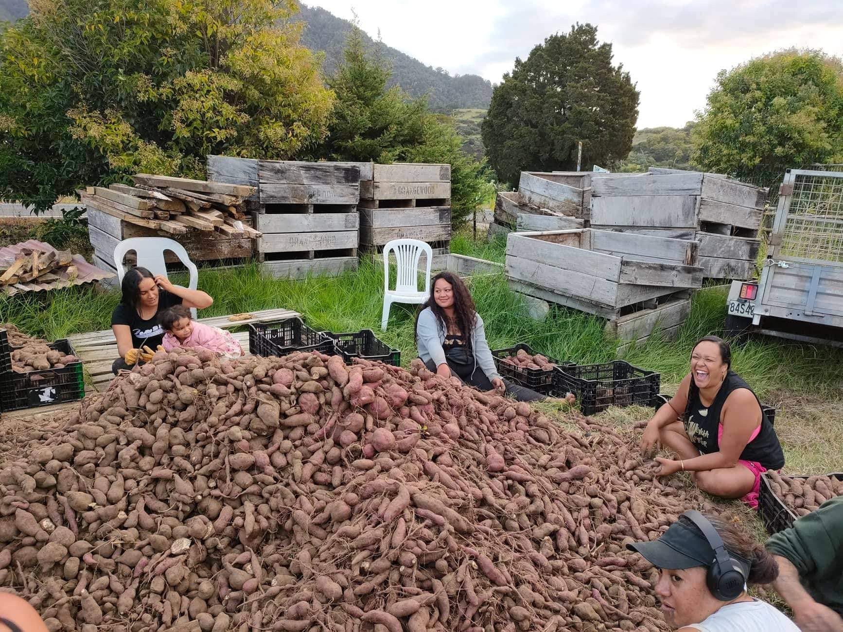 Toimata Foundation | Kura Taiao: Wānanga Hauhake Kūmara Ki Waimā